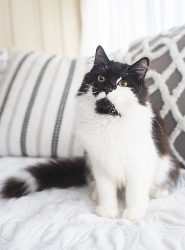 Our cats – Lupin | Figg and Prowle Siberian Cats